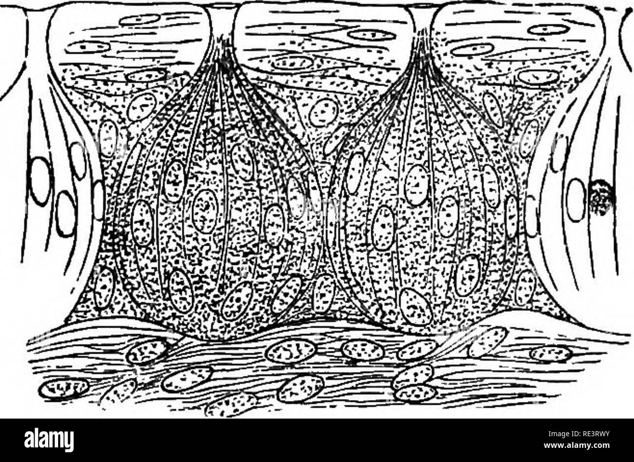 Filiform Papillae White