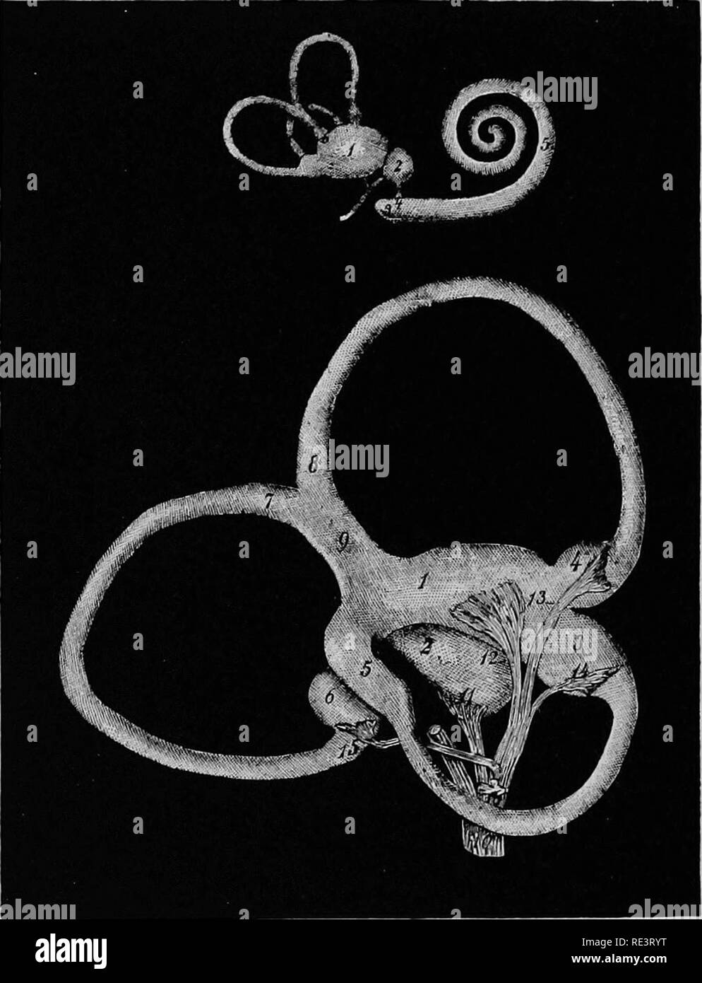 External auditory meatus Black and White Stock Photos & Images - Alamy