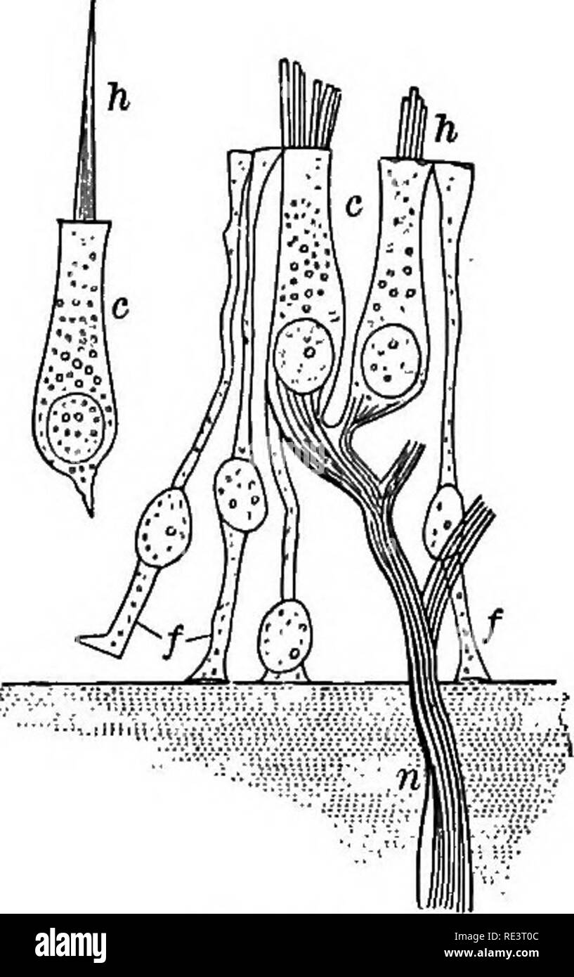 Membrana tectoria hi-res stock photography and images - Alamy