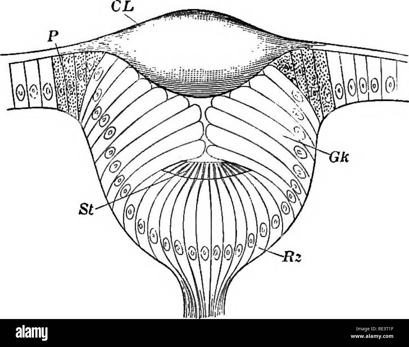 Processus simple hi-res stock photography and images - Alamy