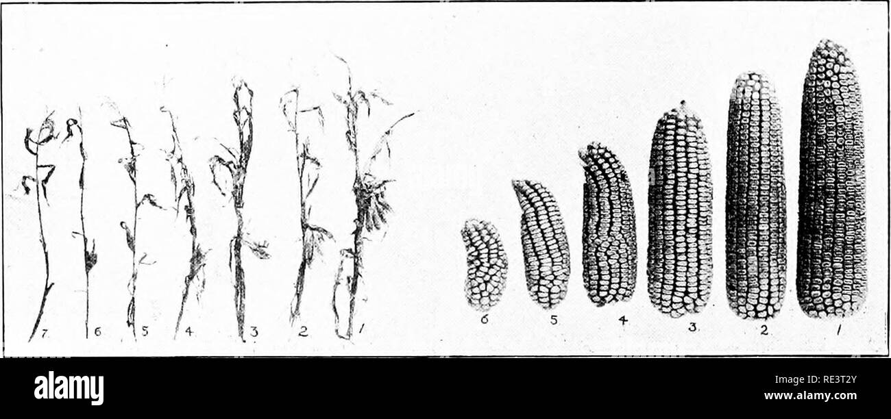 Detassel hi-res stock photography and images - Alamy