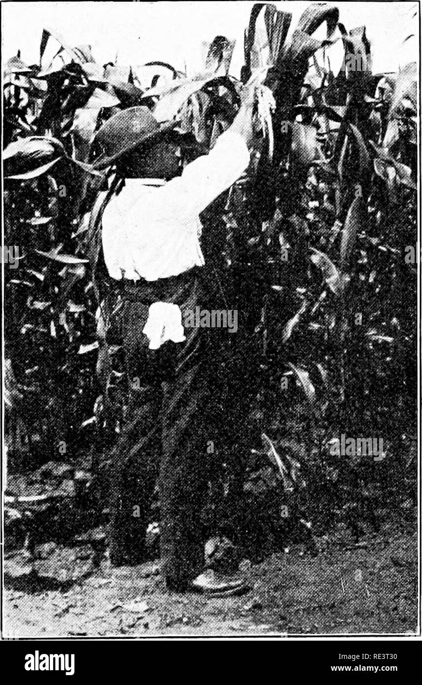 Detasseling corn Black and White Stock Photos & Images - Alamy