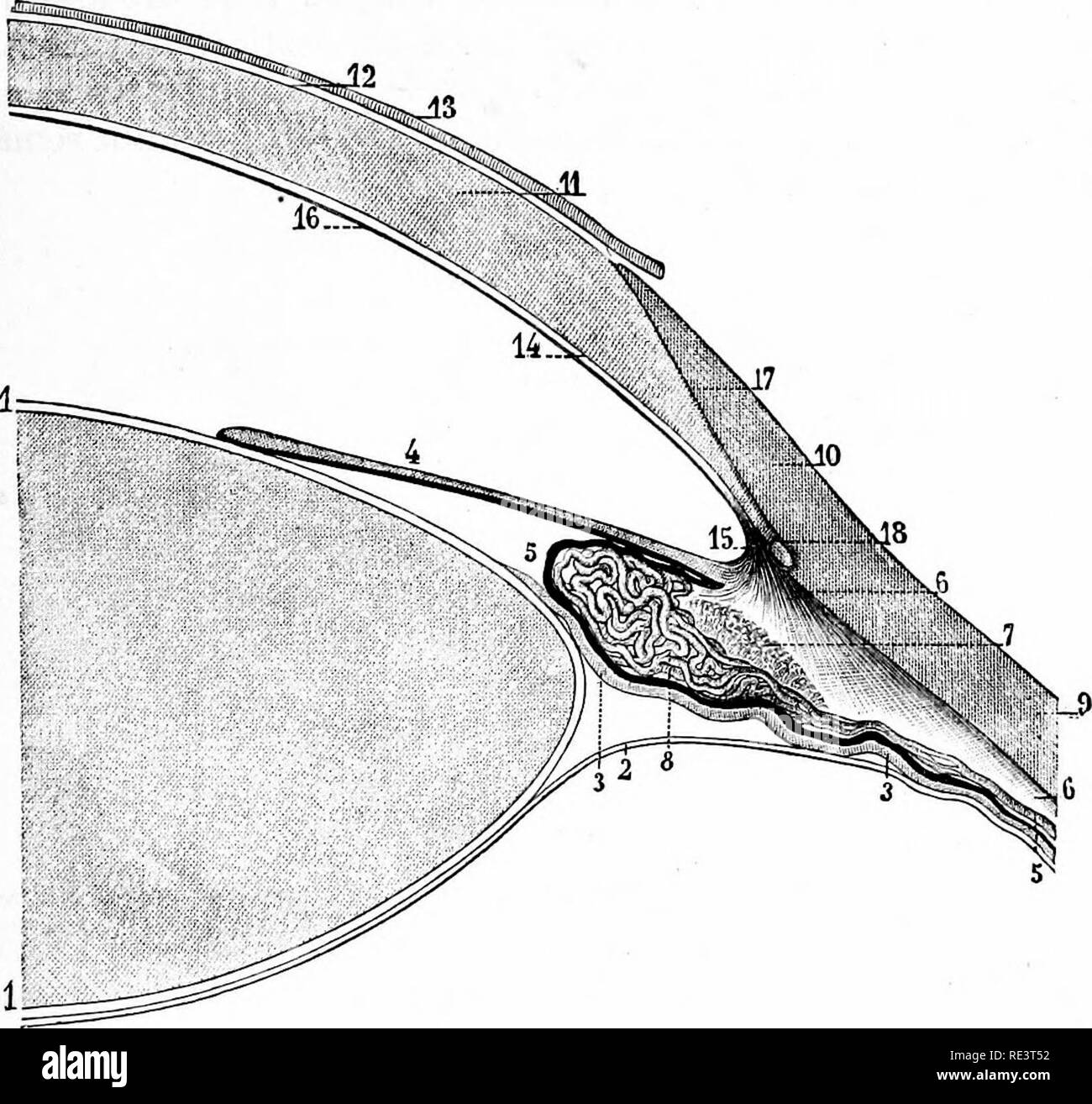 Ciliary muscle Black and White Stock Photos & Images - Alamy