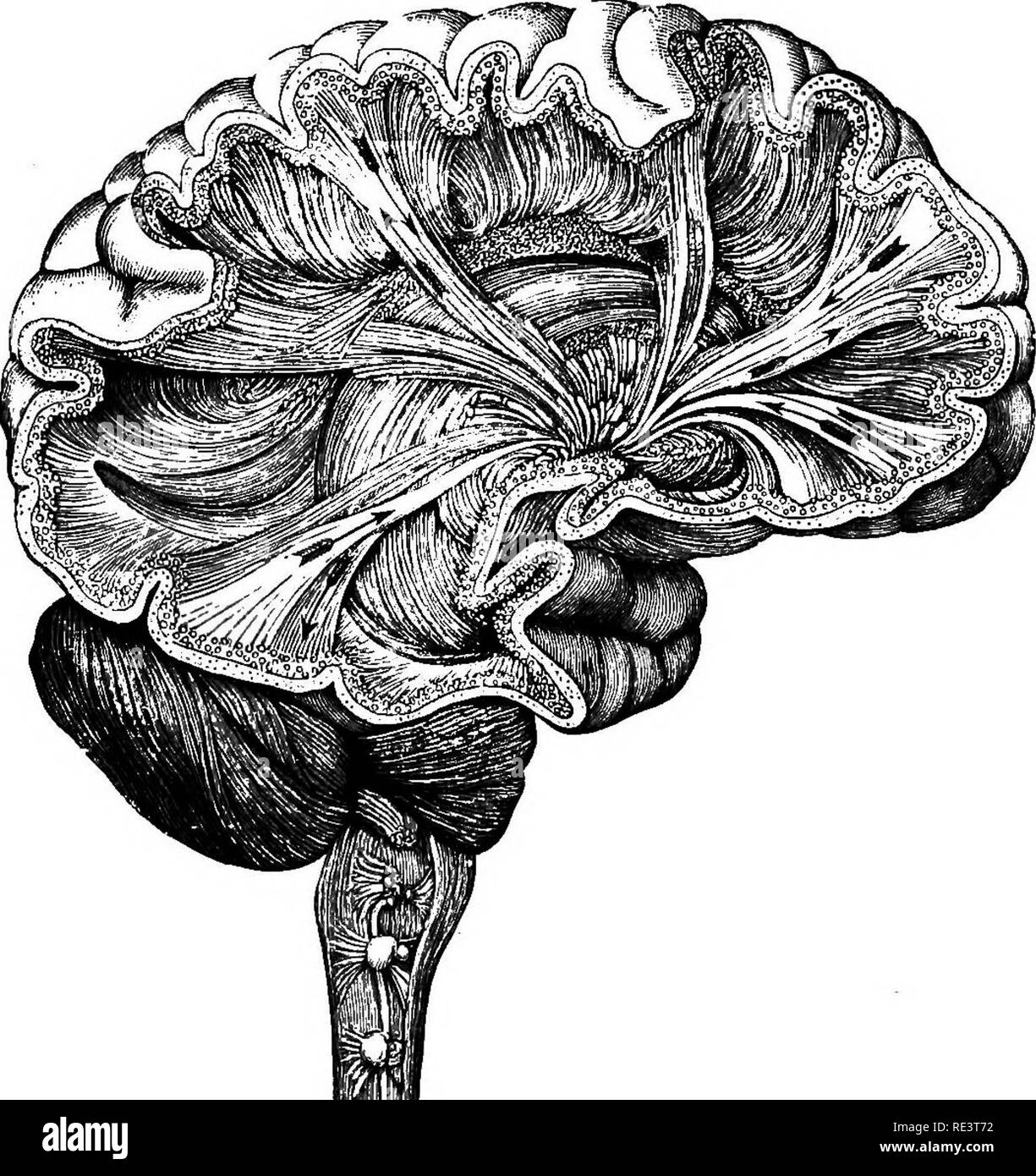 Animal pathways a Black and White Stock Photos & Images - Alamy