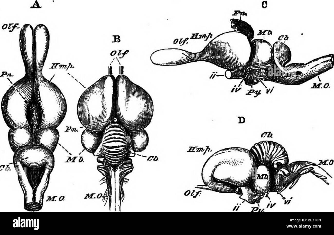 Pineal gland Black and White Stock Photos & Images - Alamy