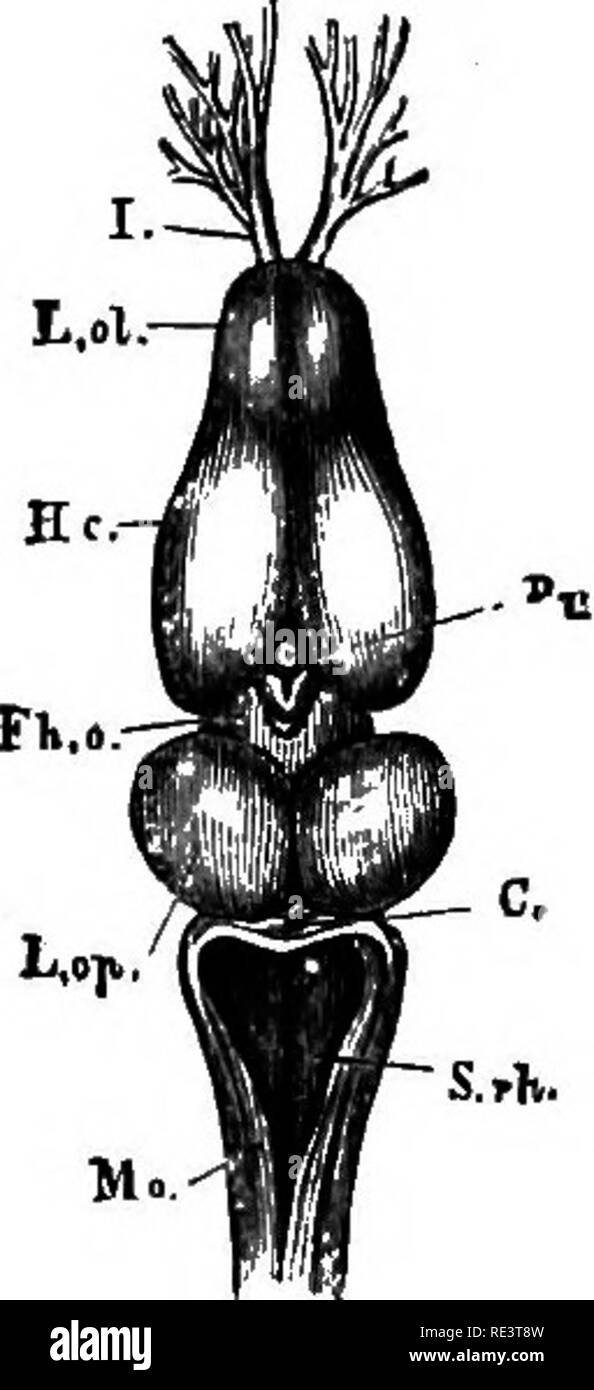 Rhinencephalon hi-res stock photography and images - Alamy