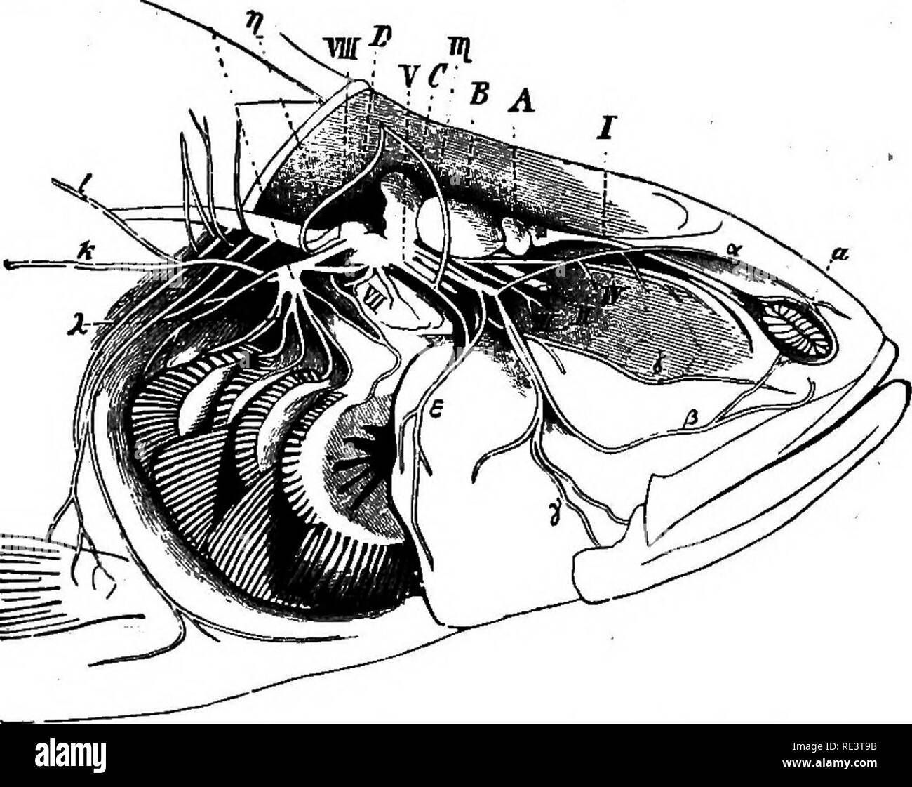 . A text-book of animal physiology, with introductory chapters on ...