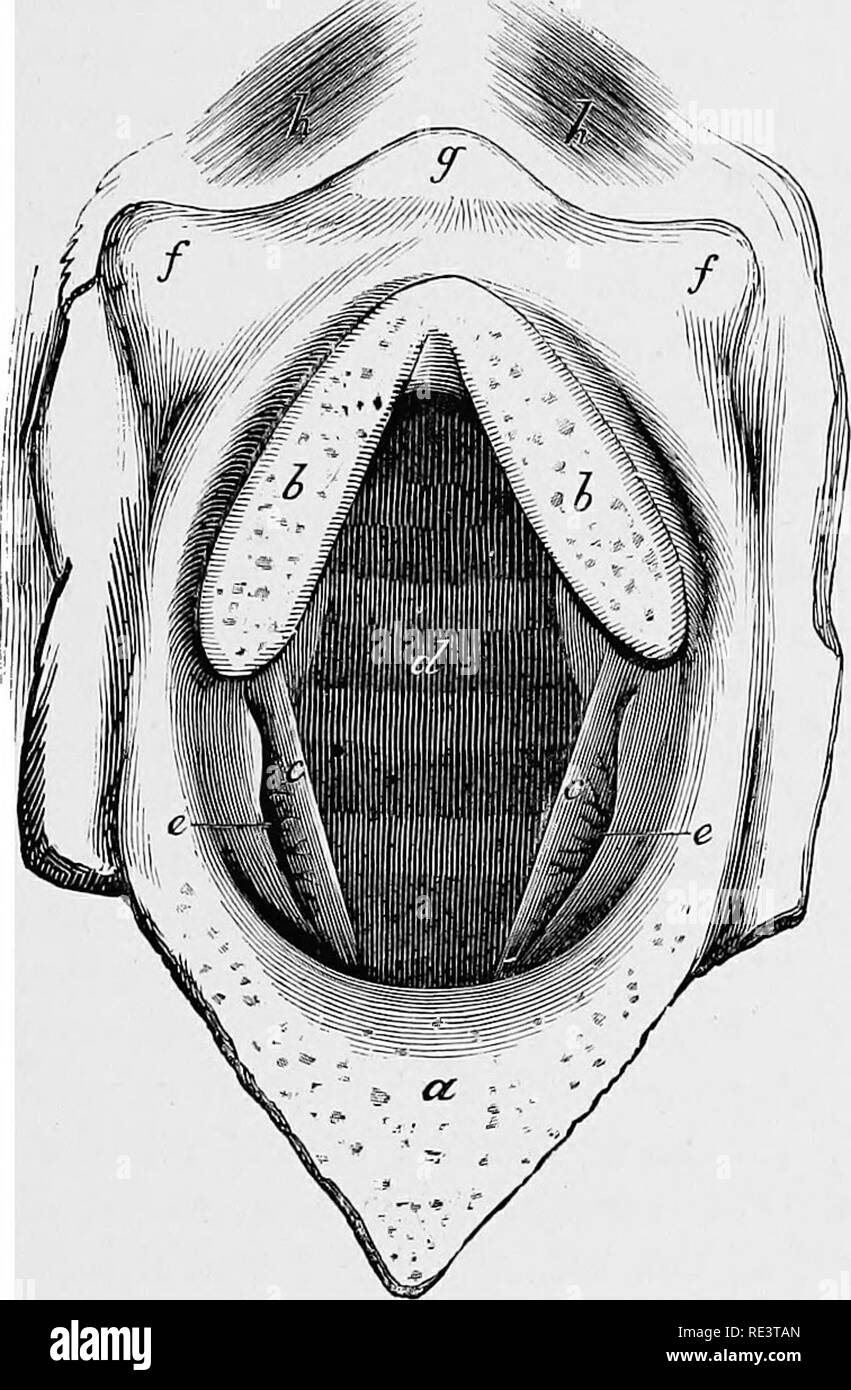 Cartilages of larynx Black and White Stock Photos & Images - Alamy