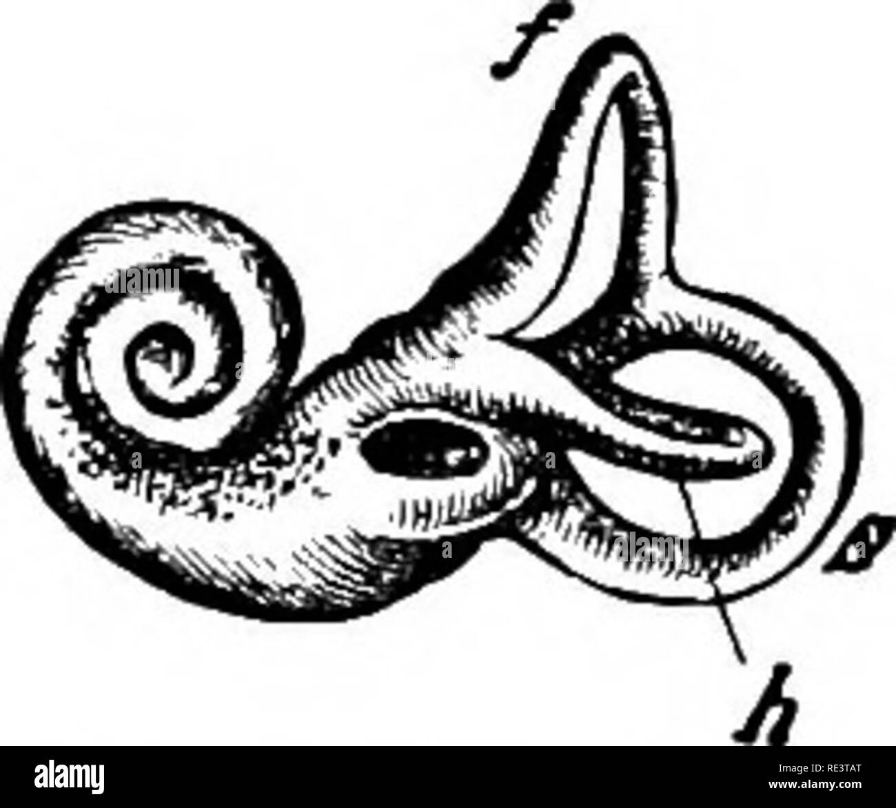 Middle ear bones Black and White Stock Photos & Images - Alamy