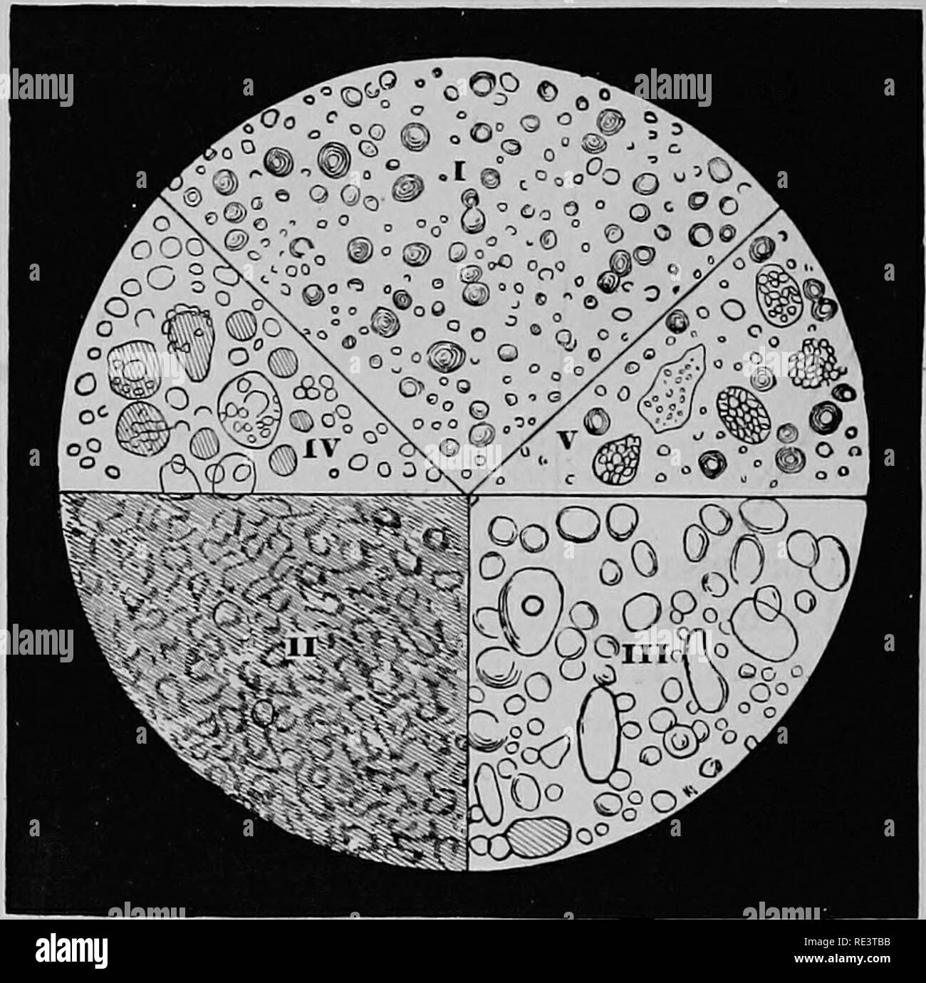 Colostrum cow Black and White Stock Photos & Images - Alamy