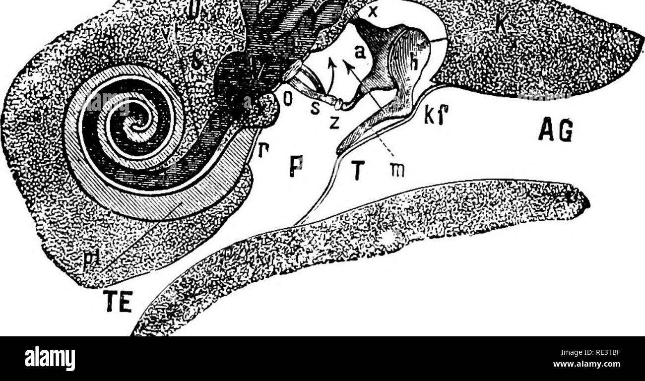 Semicircular canals Black and White Stock Photos & Images - Alamy