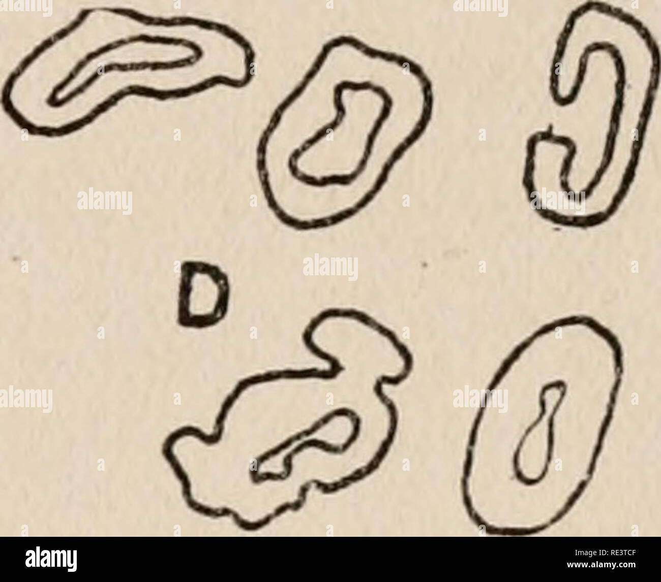 . Echinoderms of Connecticut. Echinodermata -- Connecticut. FIG. 29 ...