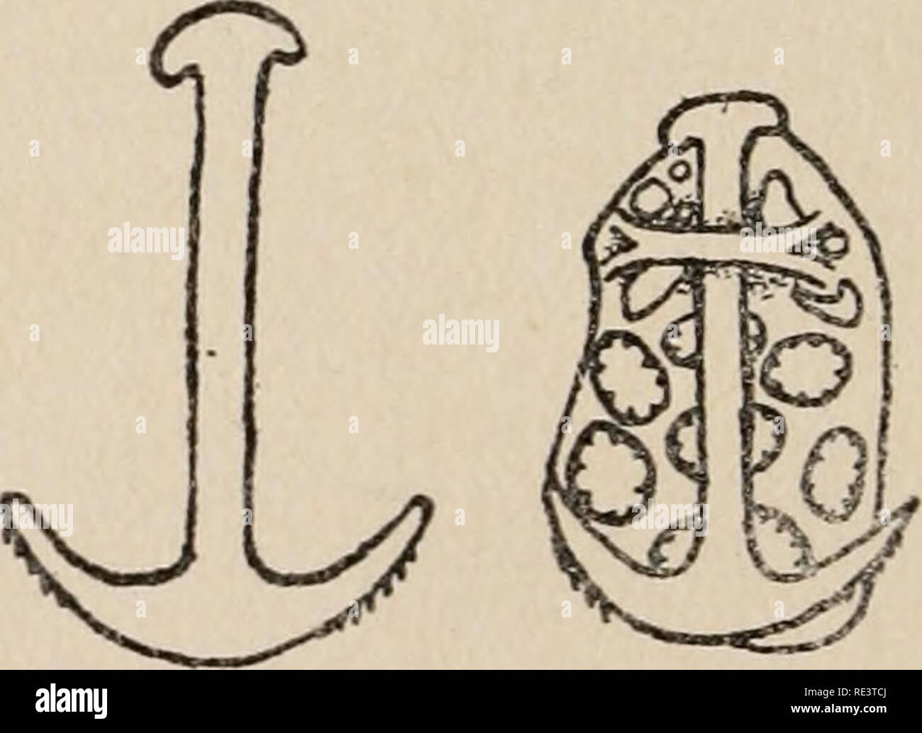 . Echinoderms of Connecticut. Echinodermata -- Connecticut. FIG. 28 ...
