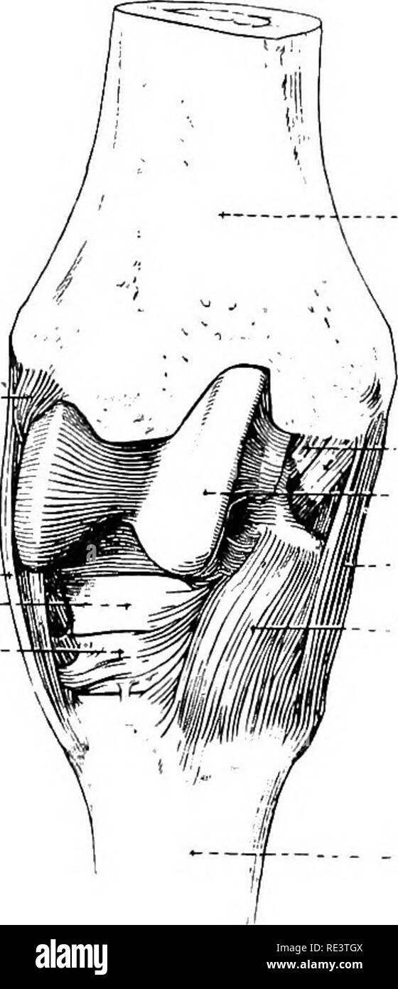 Sustentaculum tali hi-res stock photography and images - Alamy