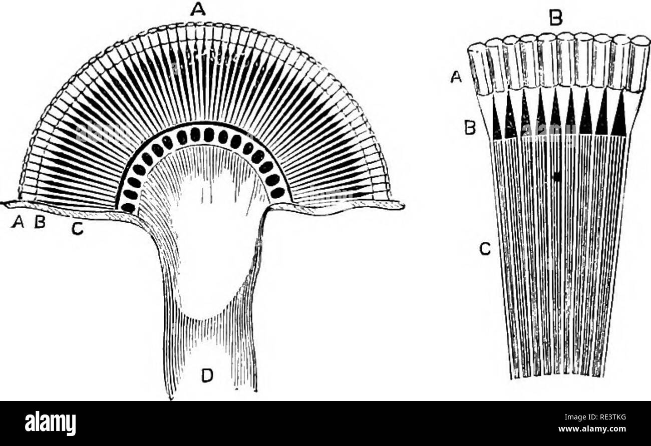 Ocelli Black and White Stock Photos & Images - Alamy