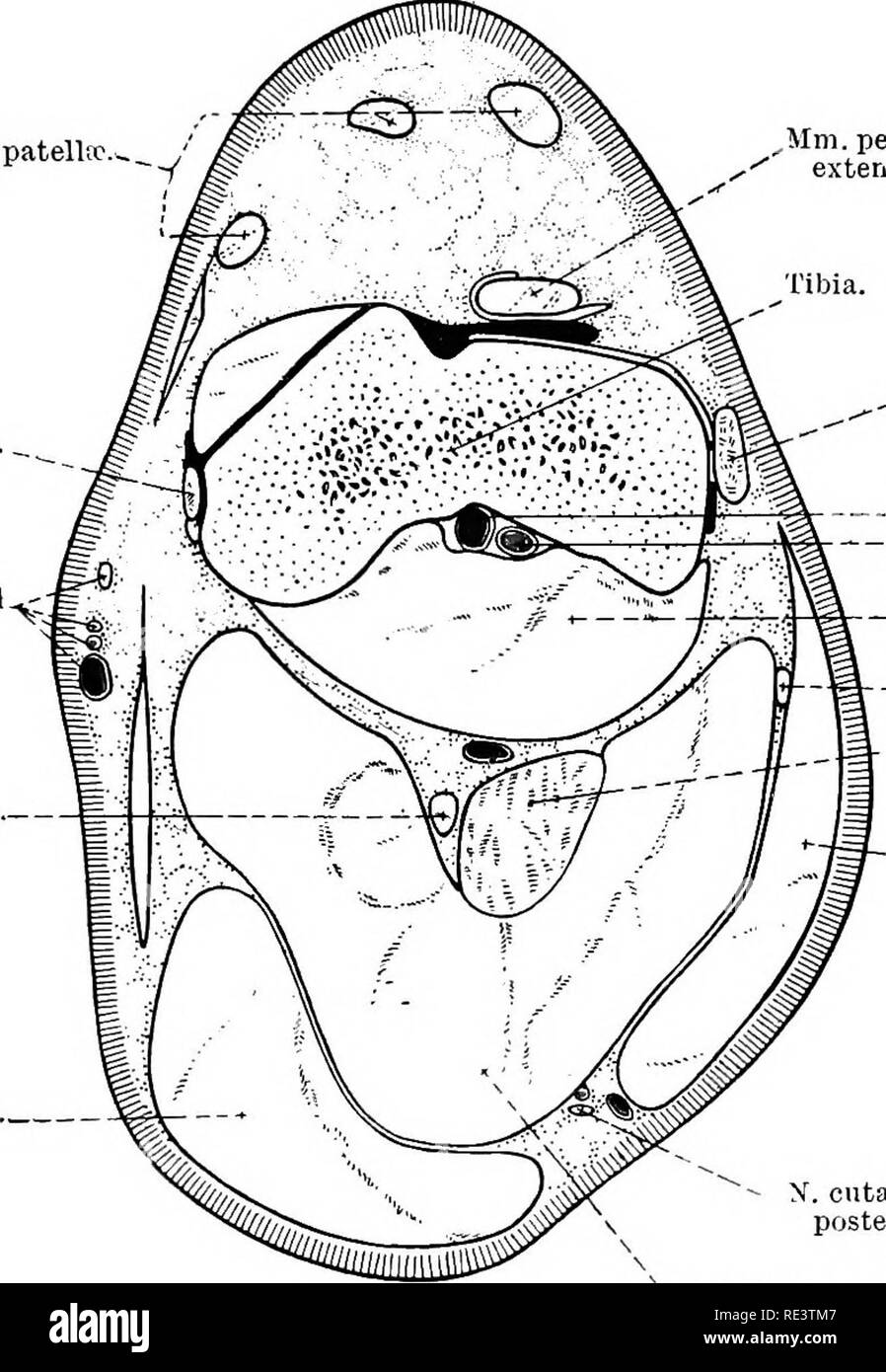 . The topographical anatomy of the limbs of the horse. Horses ...