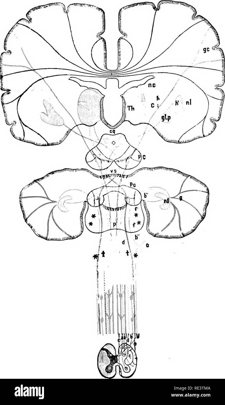 Brain Transverse Section Black and White Stock Photos & Images - Alamy