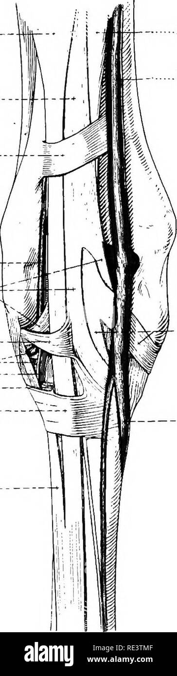 M extensor digitorum longus hi-res stock photography and images - Alamy