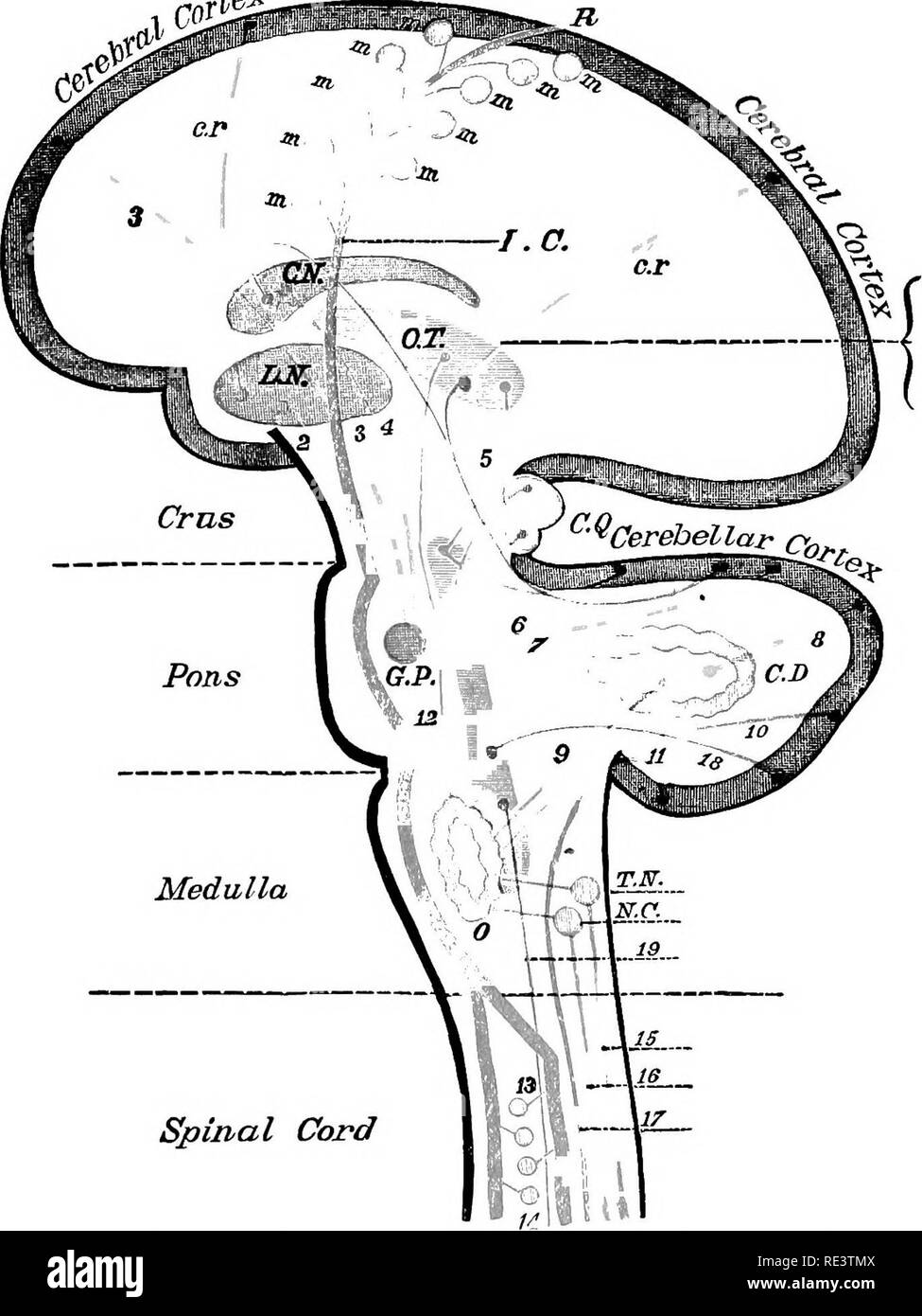 Formatio reticularis hi-res stock photography and images - Alamy