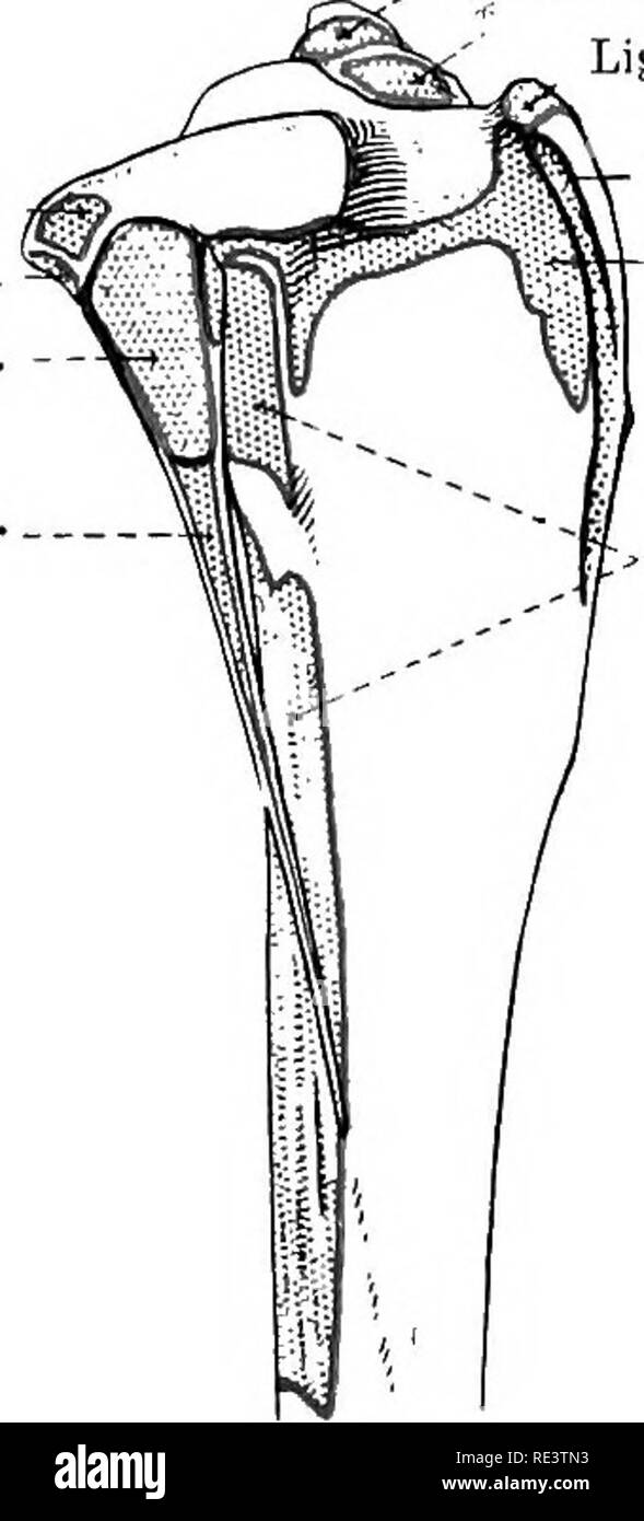 . The topographical anatomy of the limbs of the horse. Horses ...