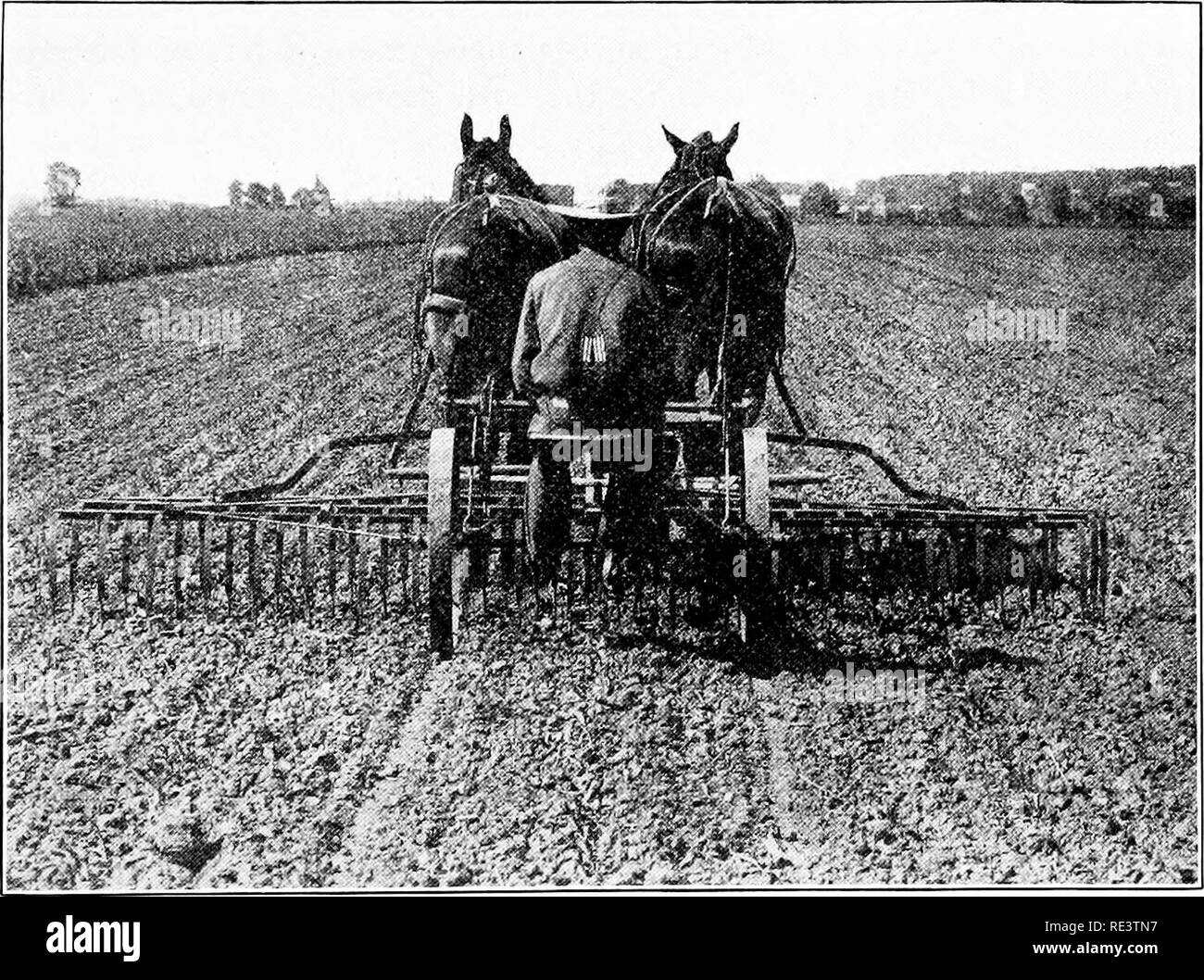 Farmer weeding in a corn field hi-res stock photography and images - Alamy