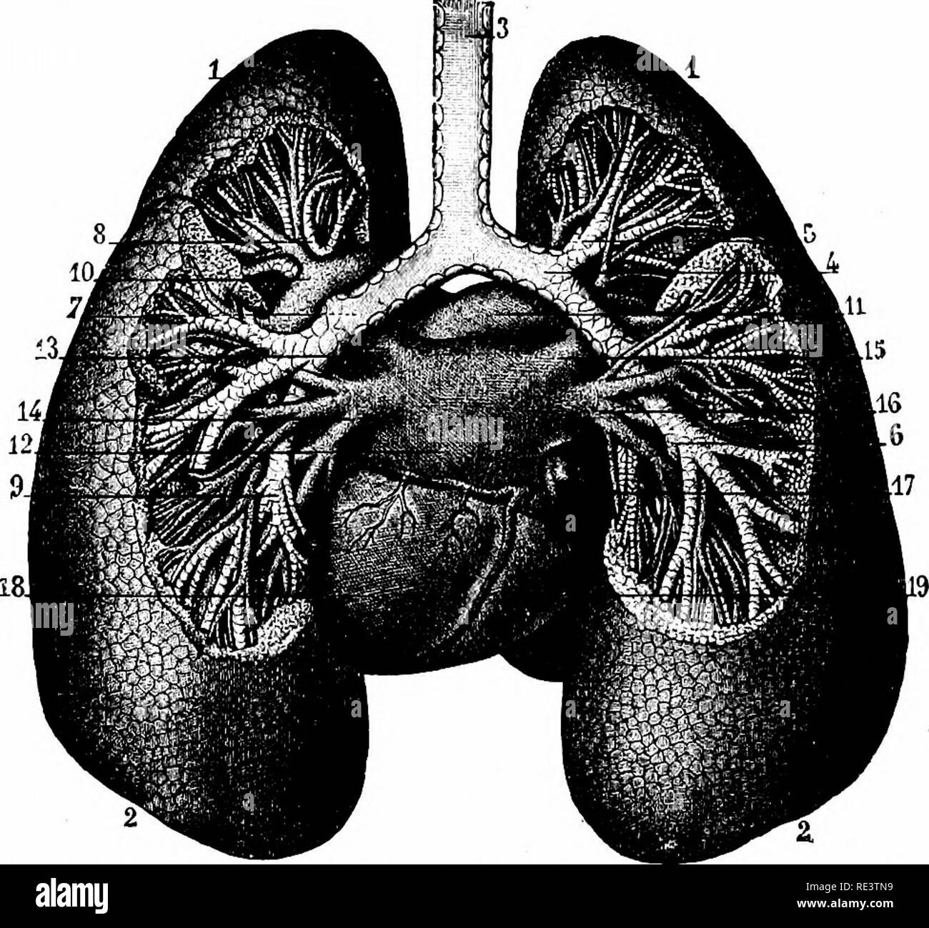 . A text-book of animal physiology, with introductory chapters on ...