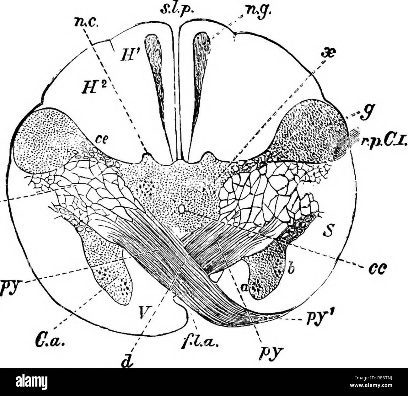 . The physiology of domestic animals ... Physiology, Comparative ...