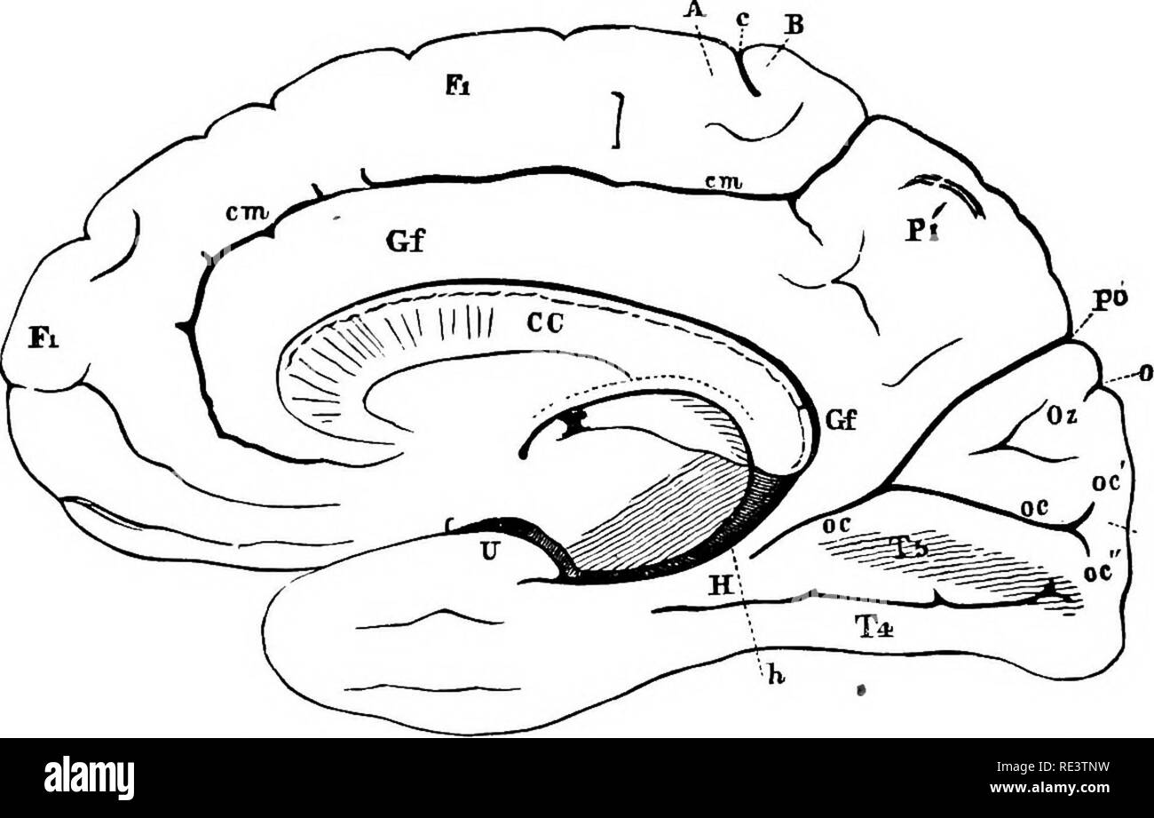 Quadrumana Black and White Stock Photos & Images - Alamy