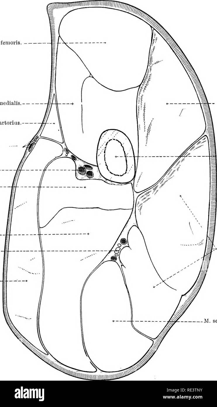 M rectus lateralis Black and White Stock Photos & Images - Alamy
