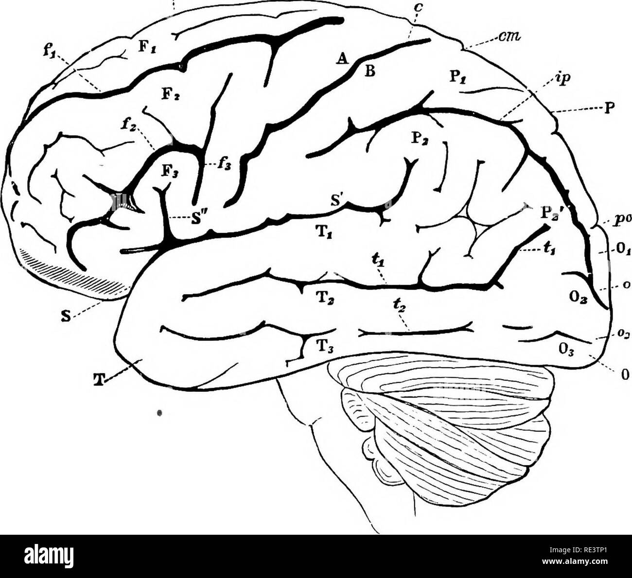 Hippocampi brain hi-res stock photography and images - Alamy