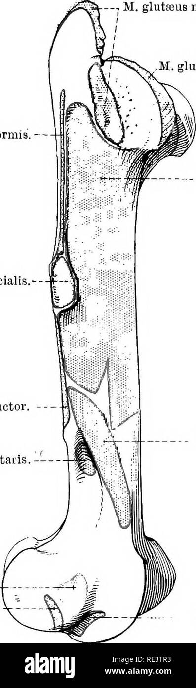 . The topographical anatomy of the limbs of the horse. Horses ...