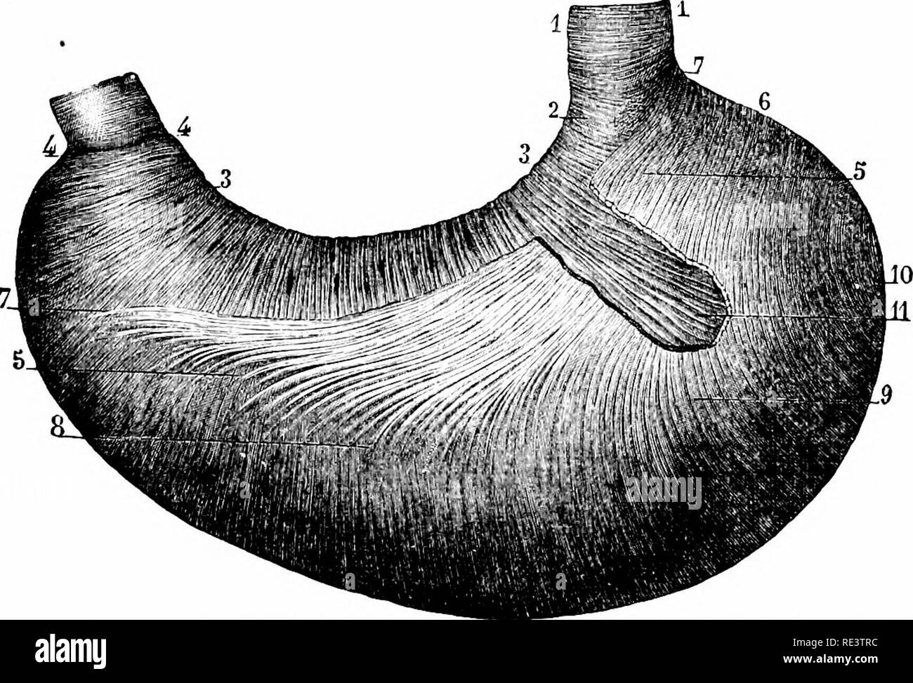 Animal pathways a Black and White Stock Photos & Images - Alamy