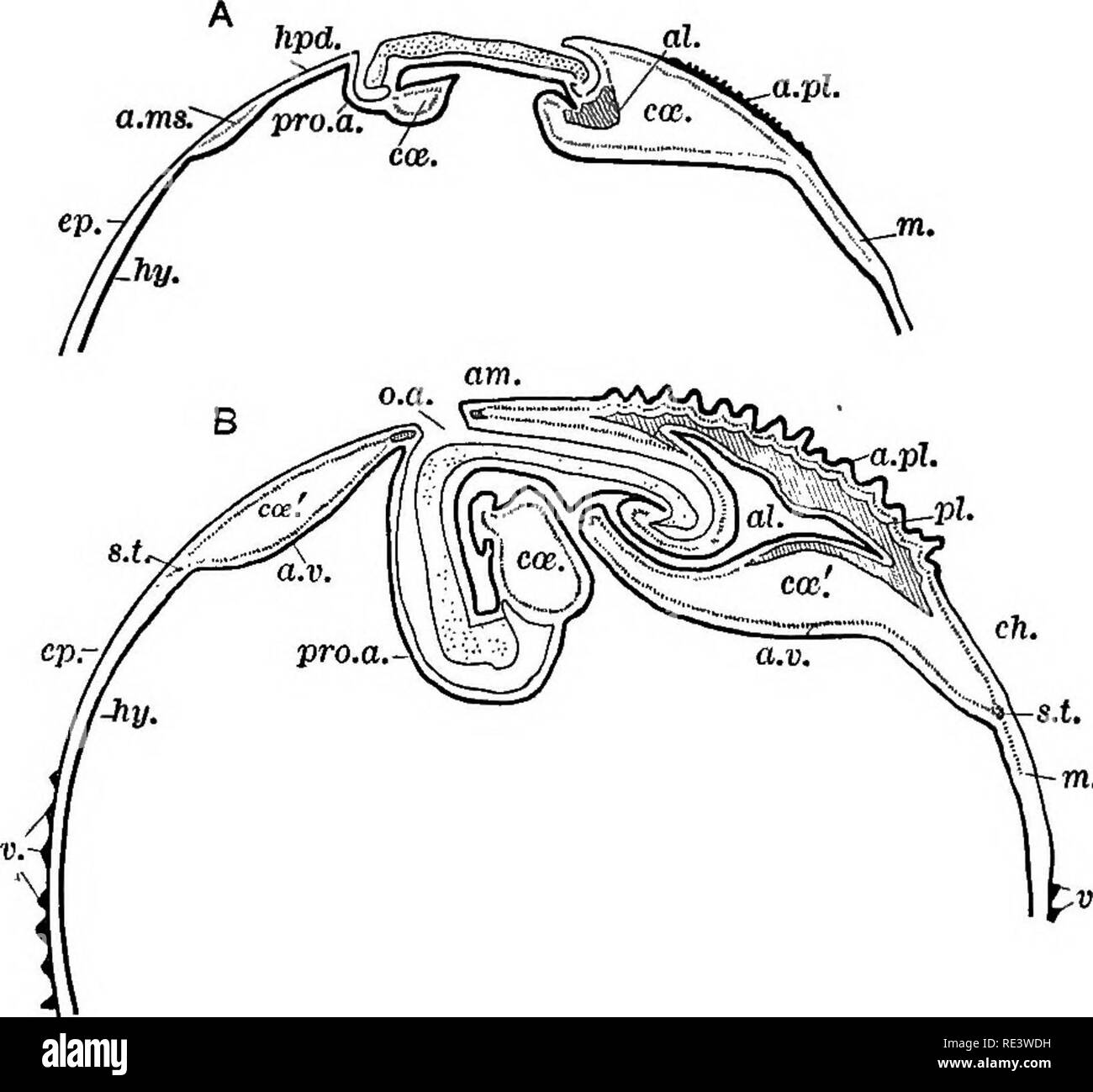 Membrane fluid Black and White Stock Photos & Images - Alamy