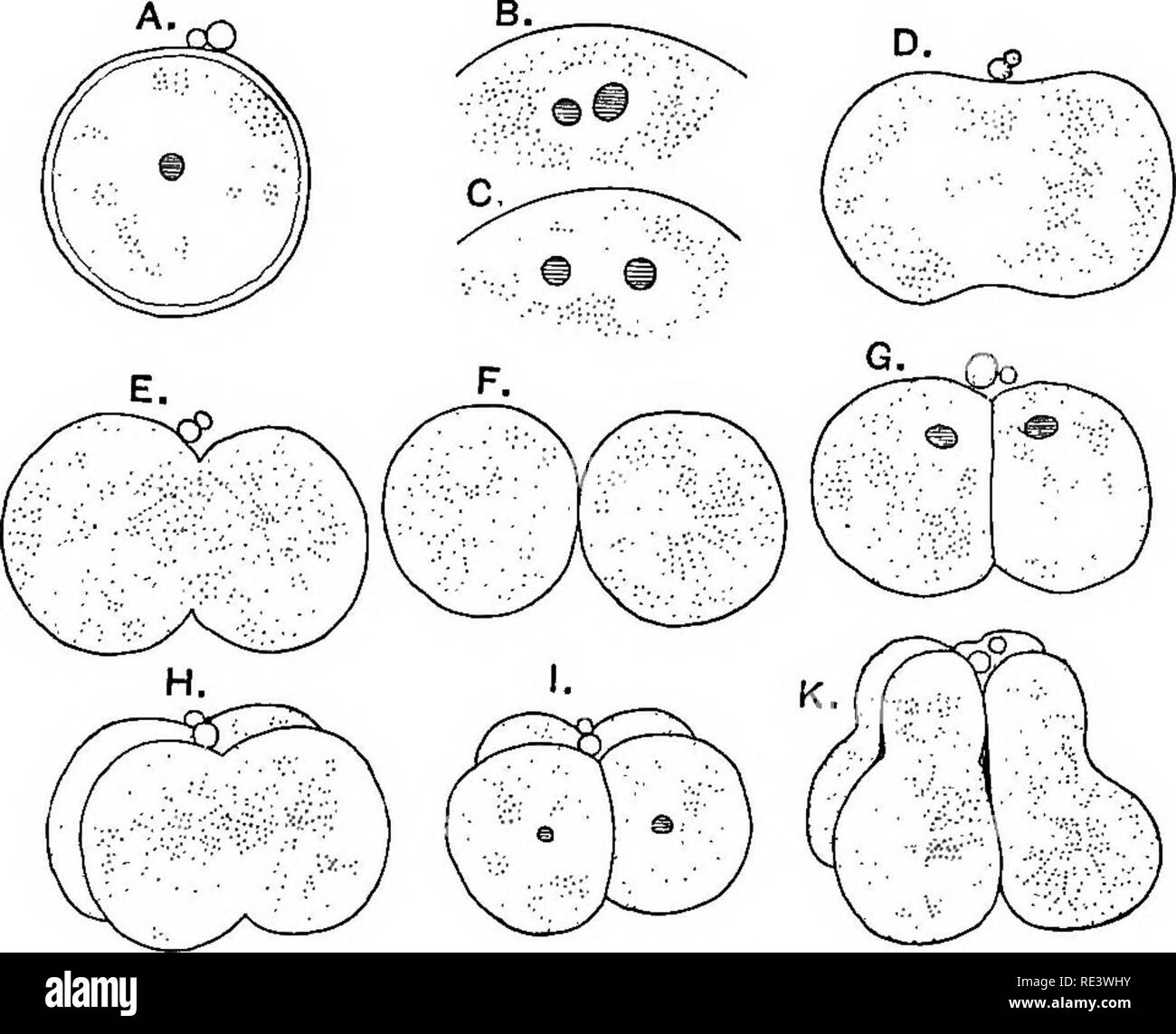 Animal nucleus nucleolus Black and White Stock Photos & Images - Alamy