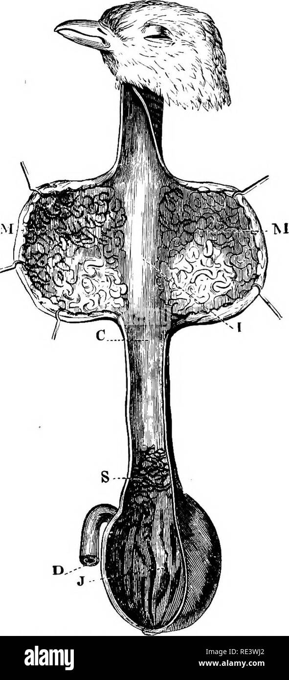 . The physiology of domestic animals ... Physiology, Comparative ...