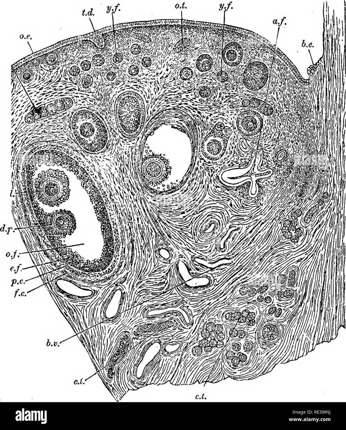 . A text-book of animal physiology, with introductory chapters on ...