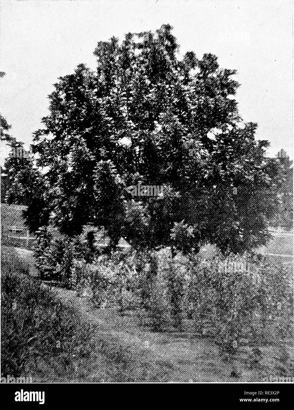 Walnut pruning tree Black and White Stock Photos & Images - Alamy