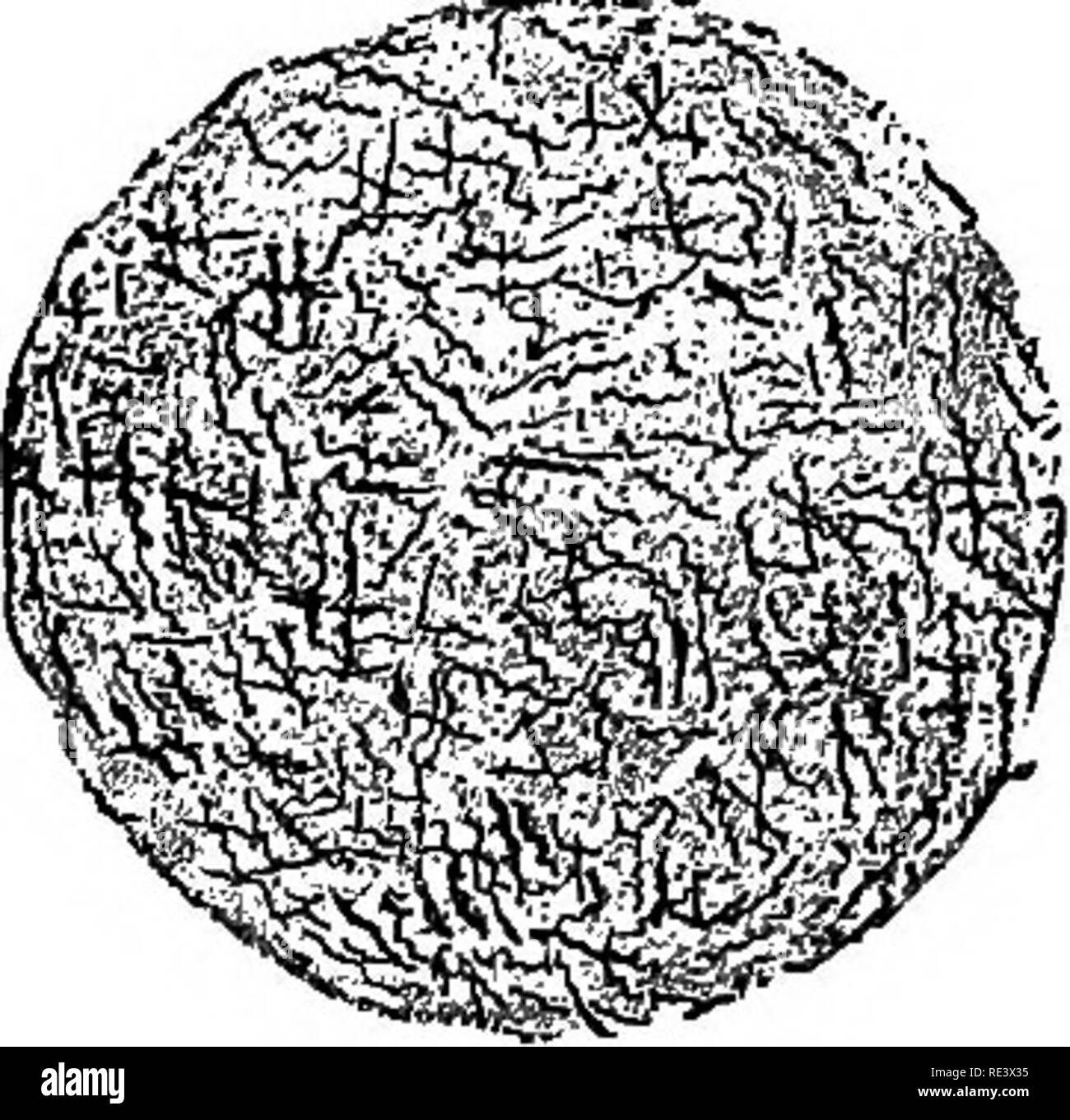 . A text-book of animal physiology, with introductory chapters on ...