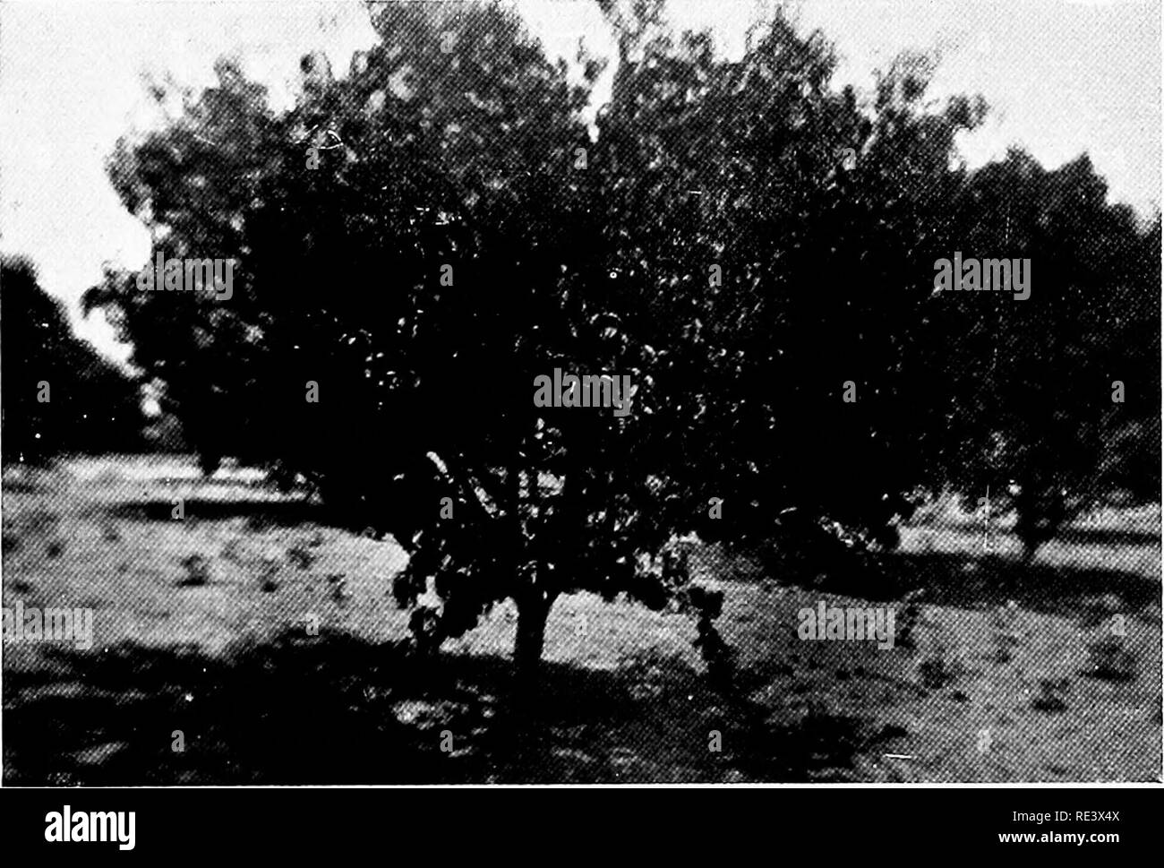 Tree double leaders hi-res stock photography and images - Alamy