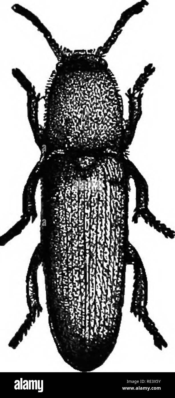 Wireworm Black and White Stock Photos & Images - Alamy