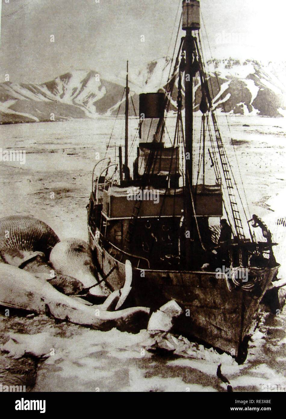 Ship narwhal hi-res stock photography and images - Alamy