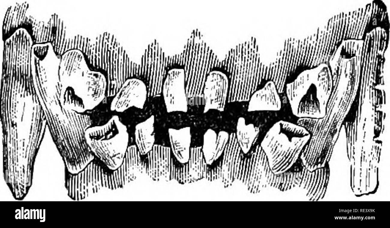 Pig teeth cut Black and White Stock Photos & Images - Alamy