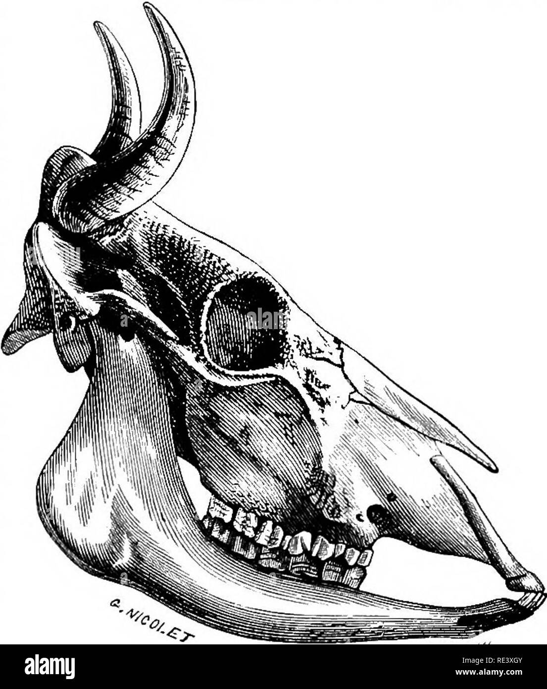 . The physiology of domestic animals ... Physiology, Comparative ...