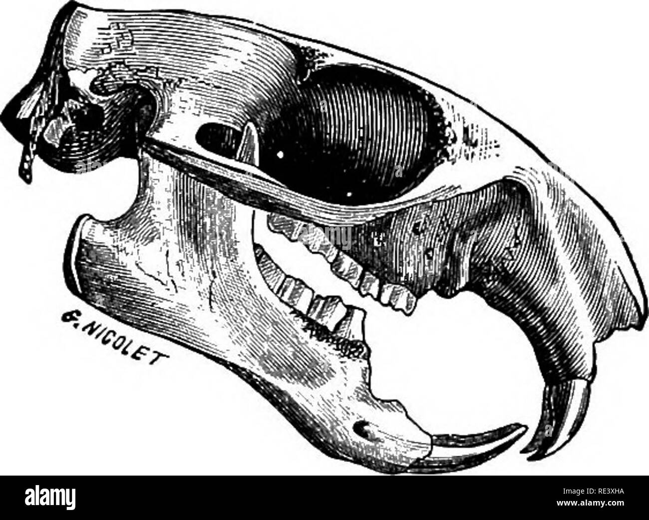 . The physiology of domestic animals ... Physiology, Comparative ...