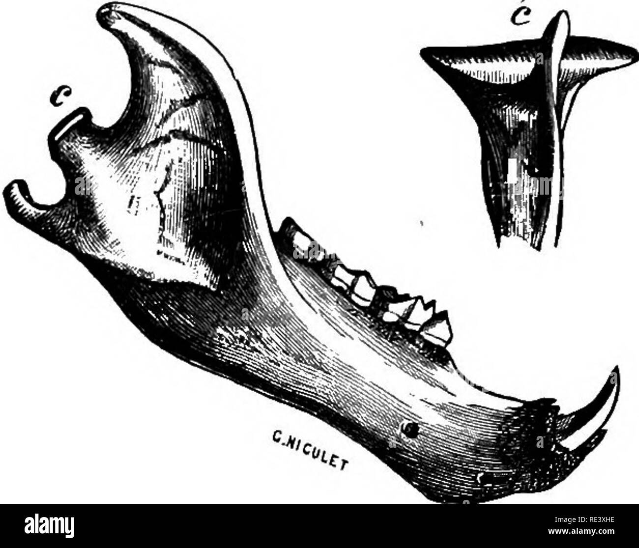 . The physiology of domestic animals ... Physiology, Comparative ...