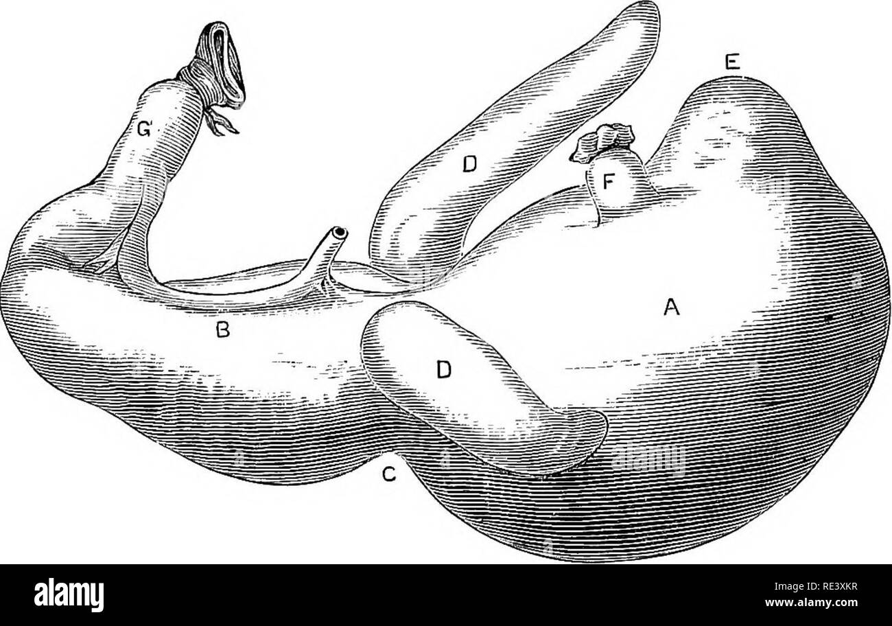. The physiology of domestic animals ... Physiology, Comparative ...