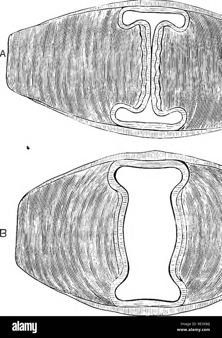 Granivorous animals hi-res stock photography and images - Alamy