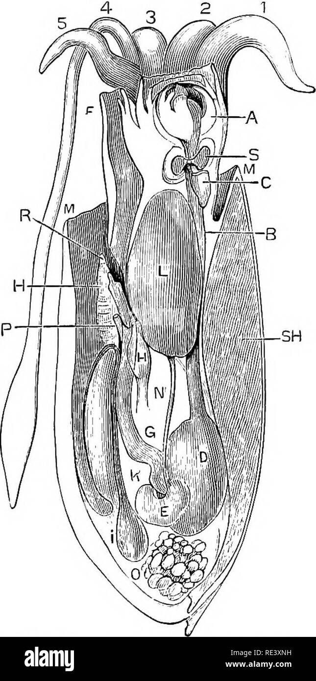 . The physiology of domestic animals ... Physiology, Comparative ...