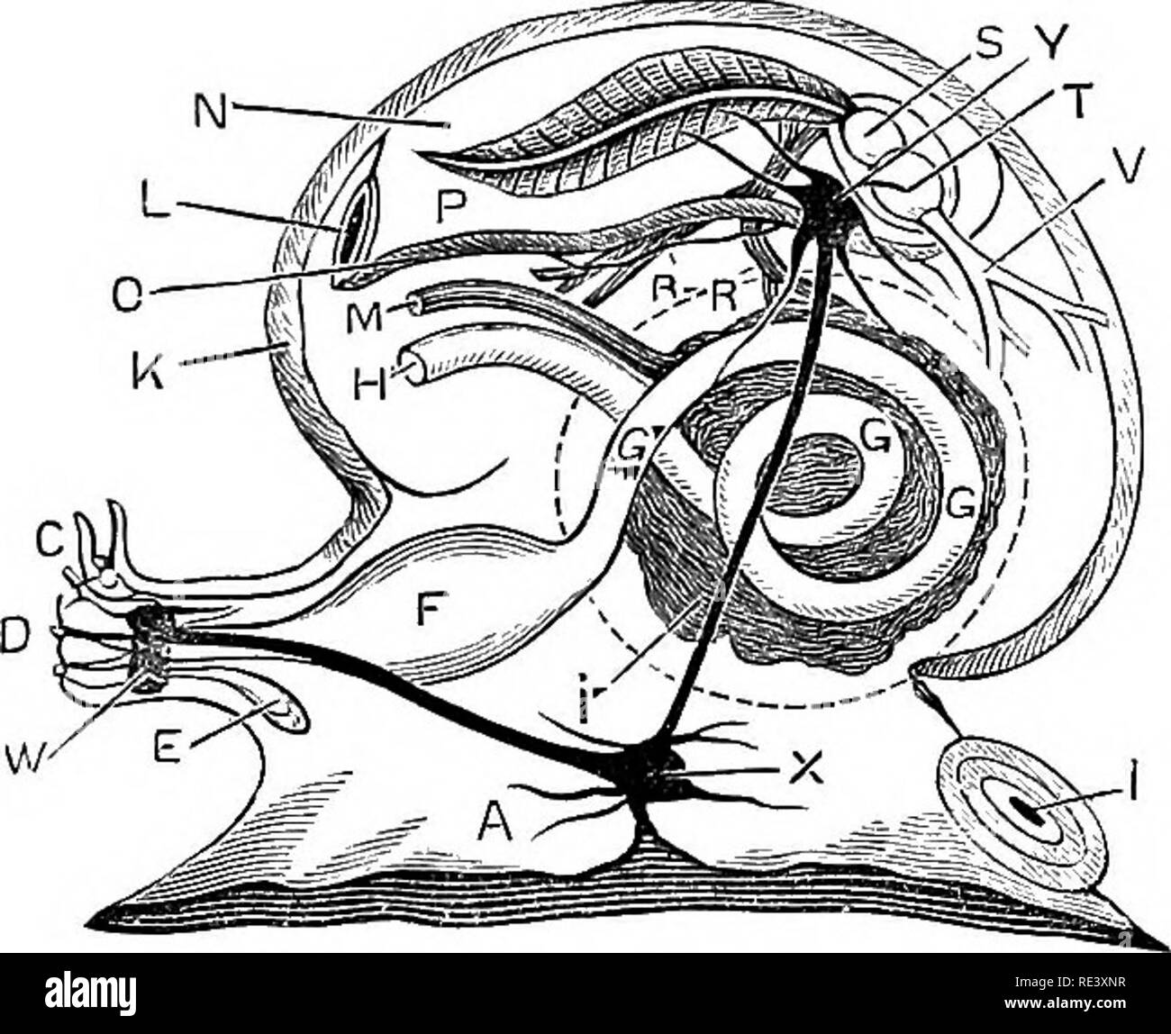 . The physiology of domestic animals ... Physiology, Comparative ...