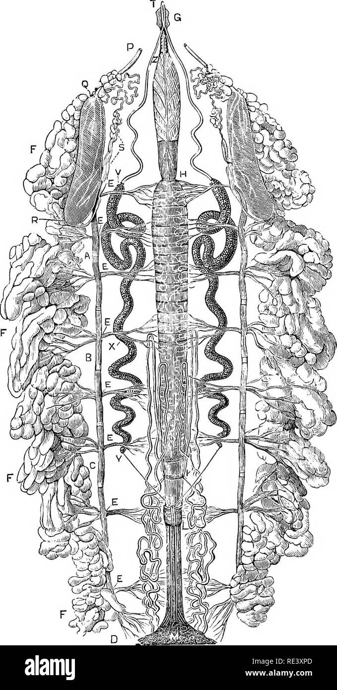 . The physiology of domestic animals ... Physiology, Comparative ...